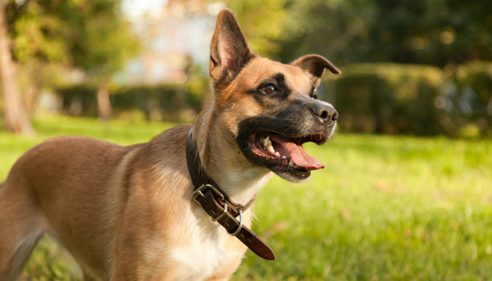 Three Simple Nose Work Games to Play With Your Dog – Wholesale Pet Supplies